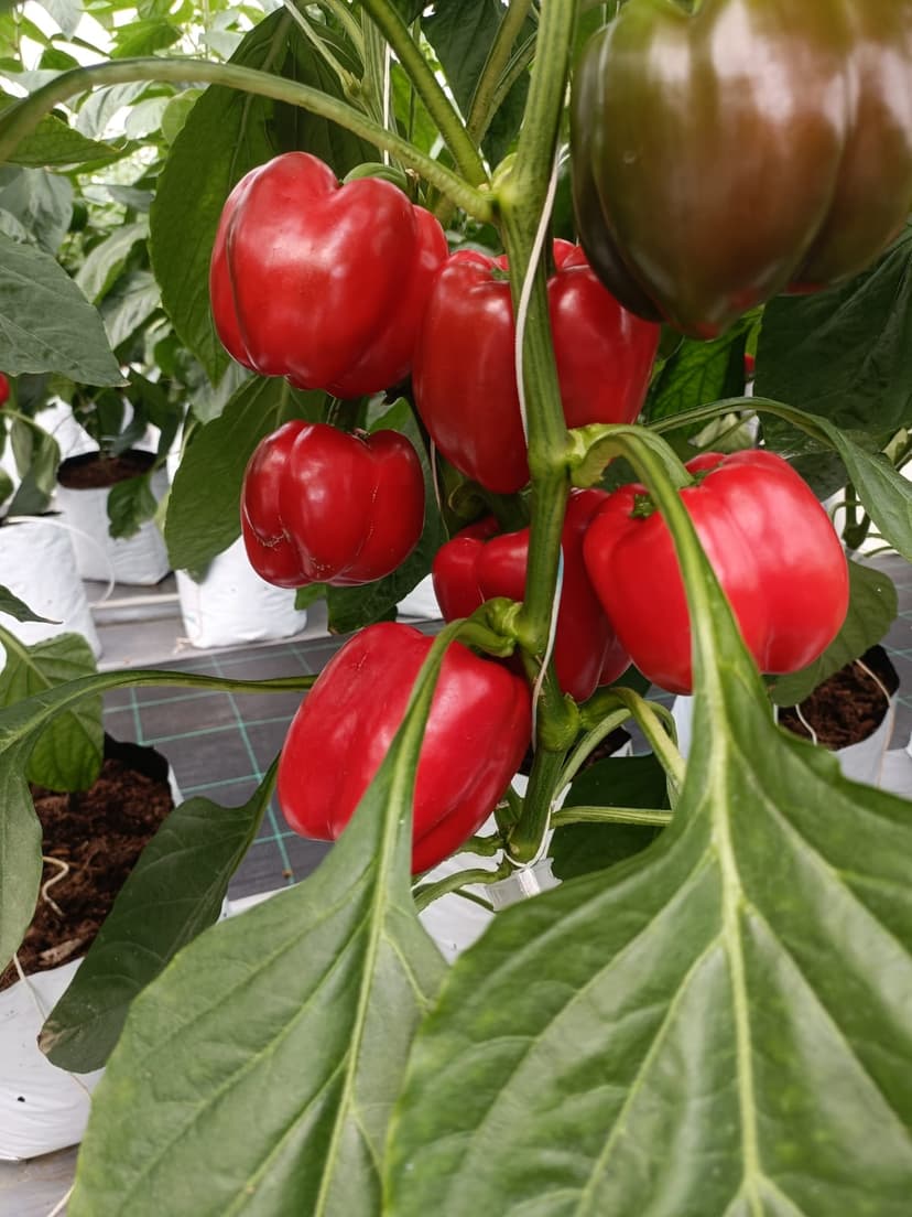 Exotica Farms | Premium Protected Farming
